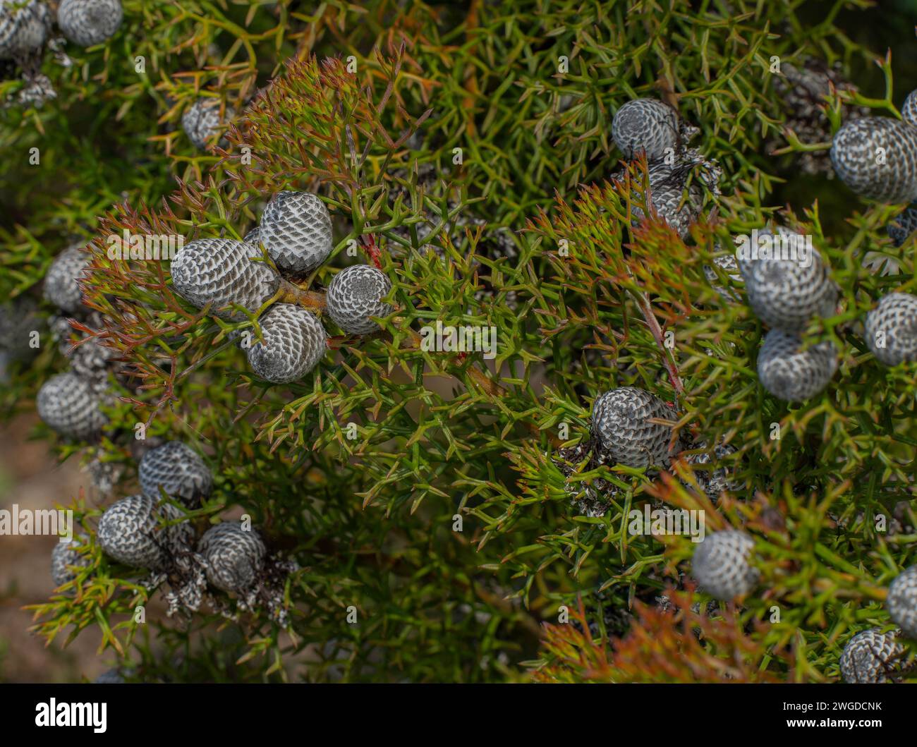Rose coneflower, Isopogon formosus, in flower in south-western ...