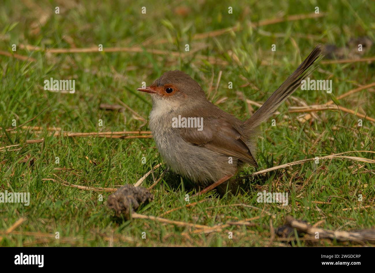 Female Superb fairywren, Malurus cyaneus, feeding on the ground ...