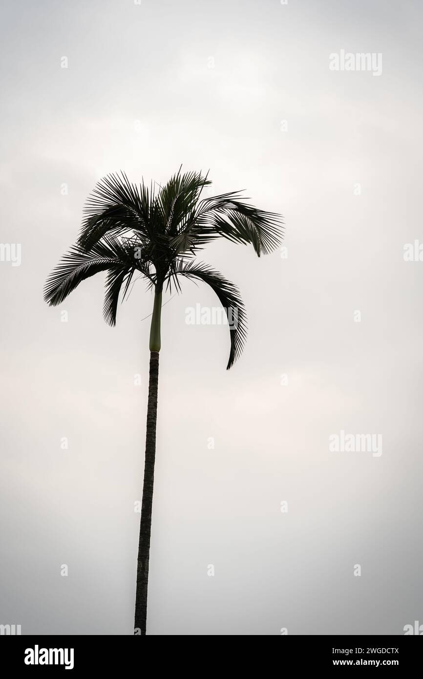 Palm tree silhouette against bright sky, vertical shot, Taipei, Taiwan ...