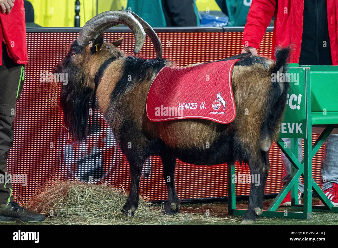 Koeln, Deutschland. 03rd Feb, 2024. Das Maskottchen des 1. FC Koeln ...