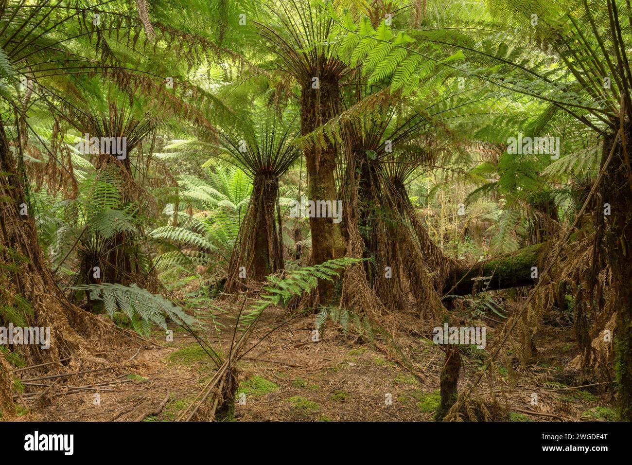 Soft tree ferns, Dicksonia antarctica, in Mavista temperate rainforest ...