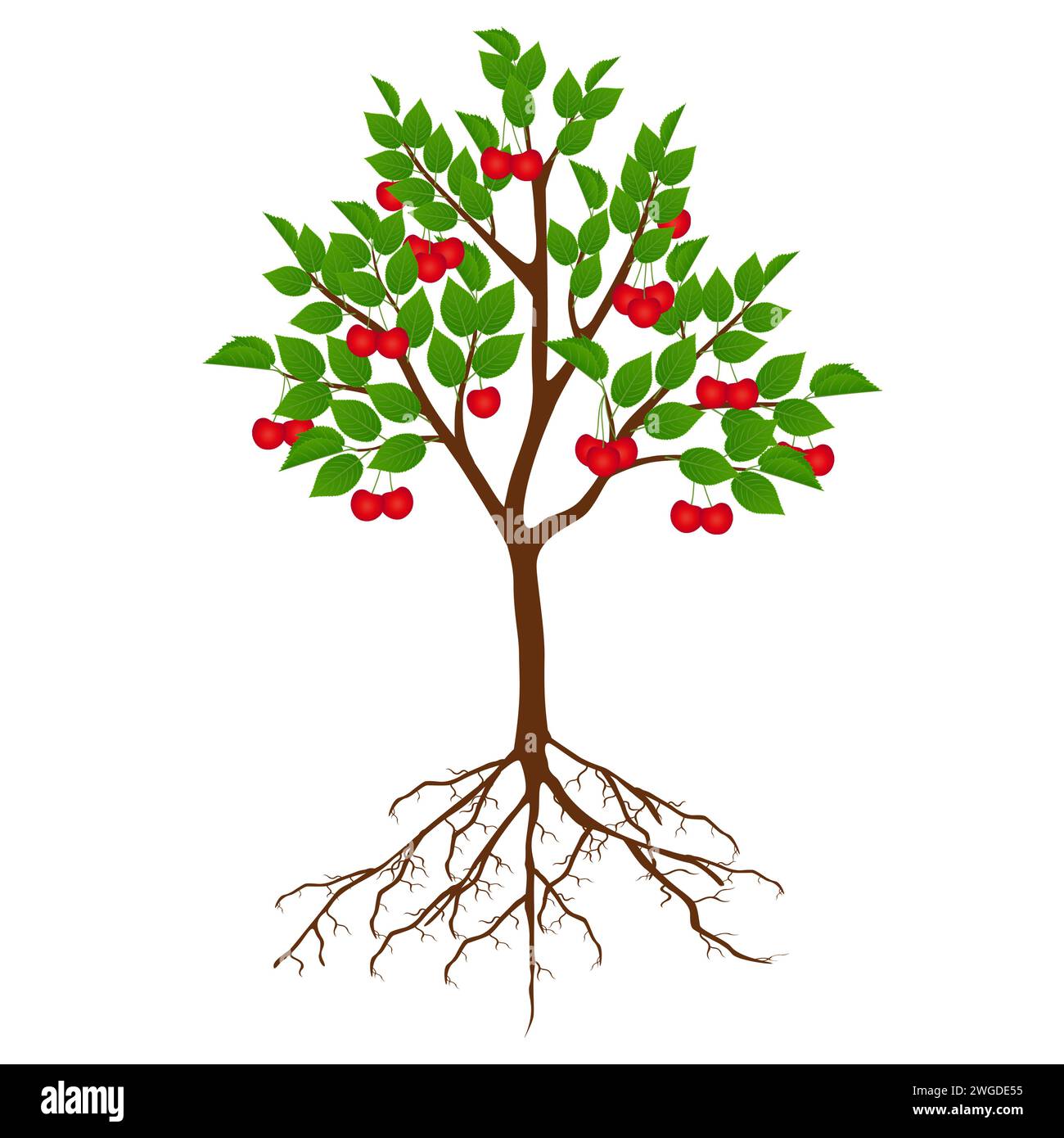 Tree cherry with fruits and roots on white background Stock Vector ...