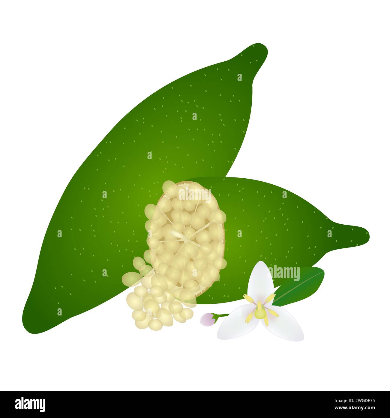 Whole finger lime and half with a flower on a white background Stock ...