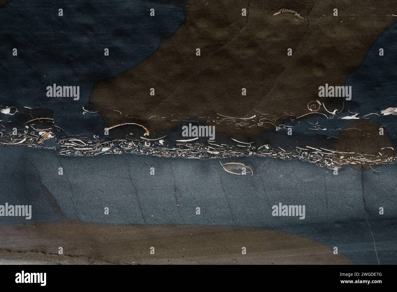 A layer of fossilized bivalves and other mollusks along the California ...