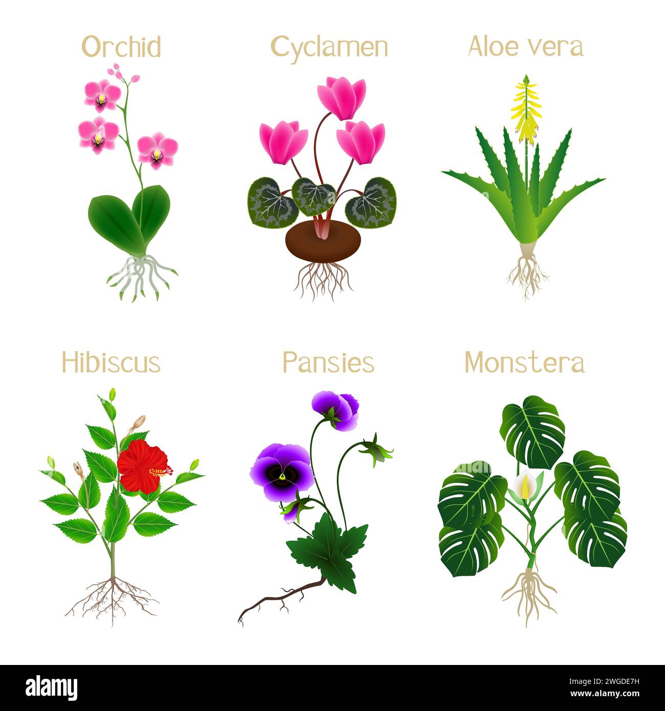 Set of flowering plants isolated on white background Stock Vector Image ...