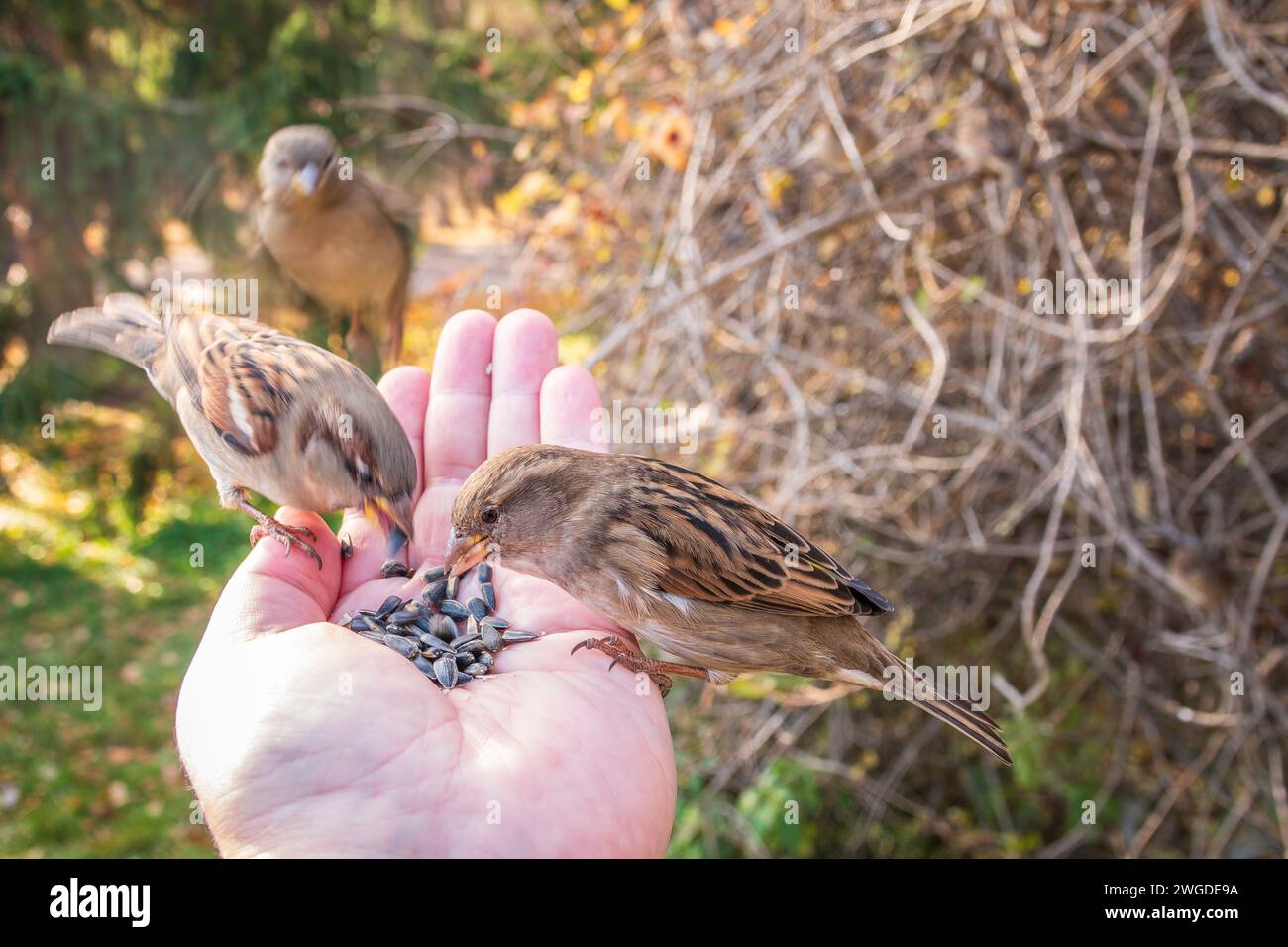 Sparrow eats seeds from a man's hand. A Sparrow bird sitting on the ...