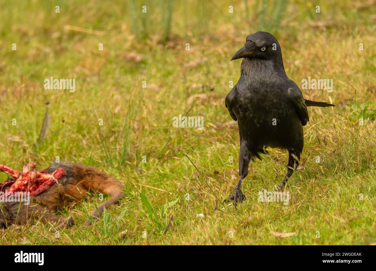 Tasmanian road hi-res stock photography and images - Alamy