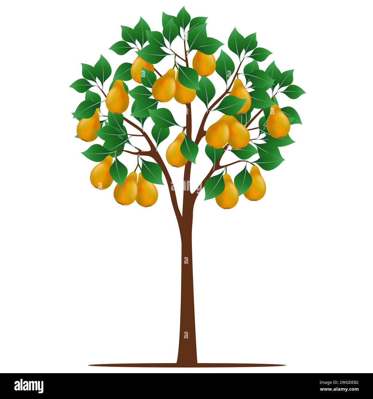 Pear tree illustration Stock Vector Images - Alamy