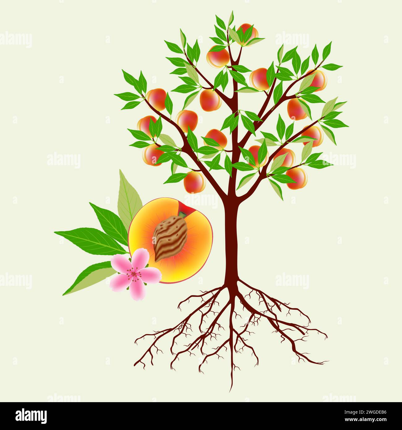 Red fruit juices Stock Vector Images - Alamy