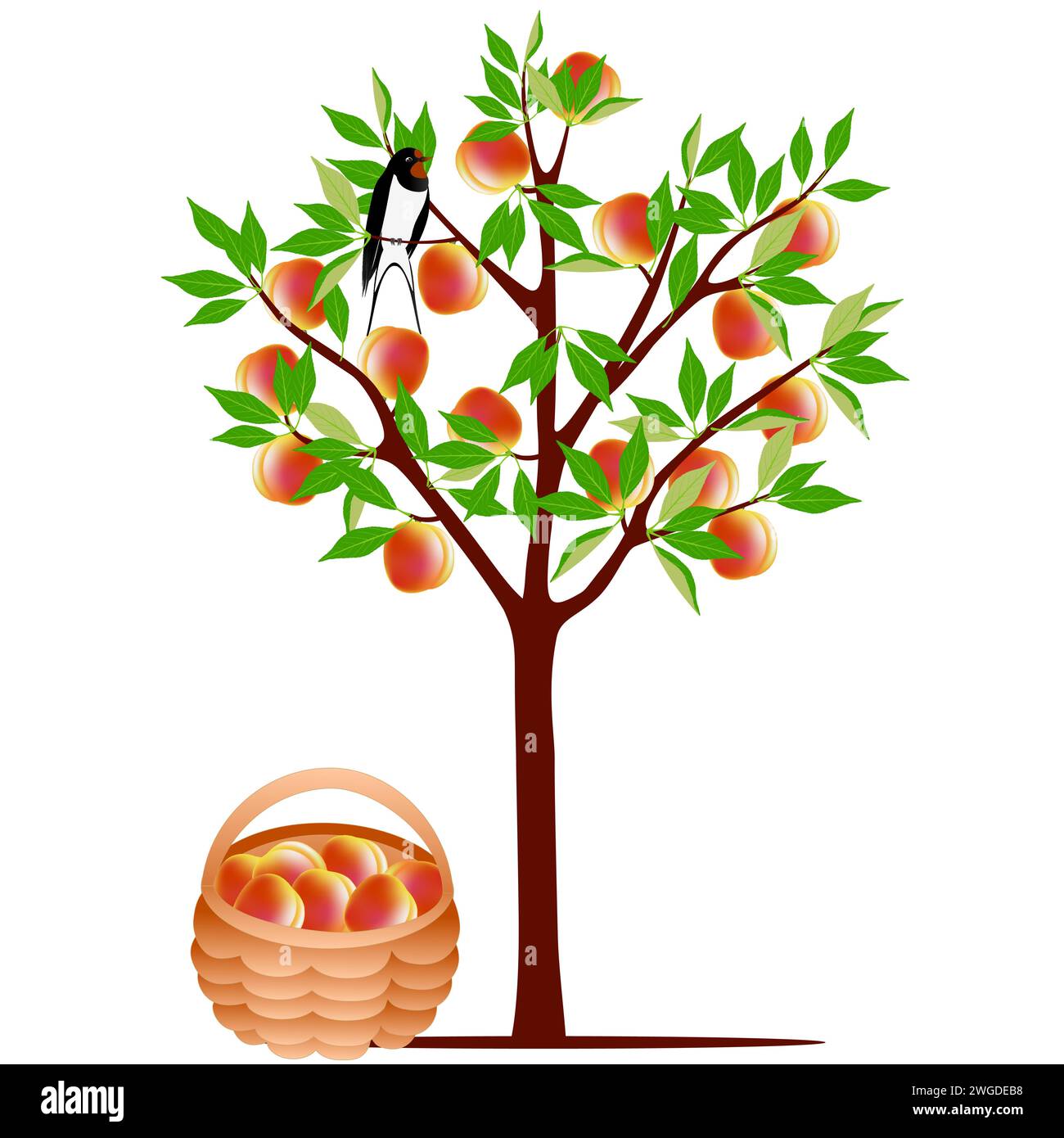Peach tree with a swallow and a basket of peaches on a white background ...