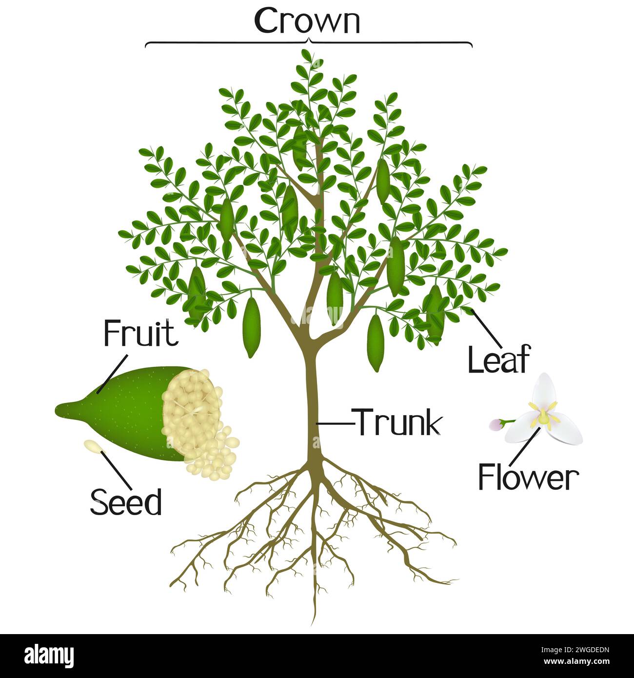 Citrus caviar Stock Vector Images - Alamy