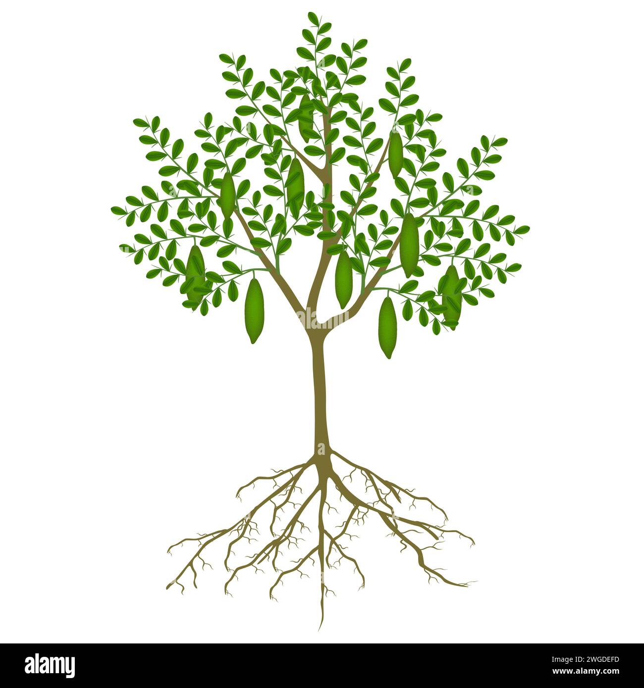 Finger lime tree with fruits on a white background Stock Vector Image ...