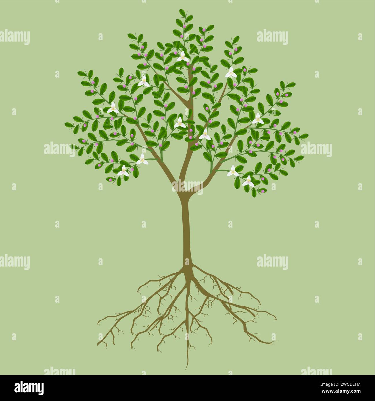 Finger lime tree with flowers and roots on a green background Stock ...