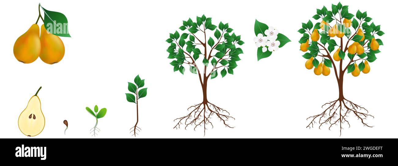 Cycle of growth of pear tree on a white background Stock Vector Image ...