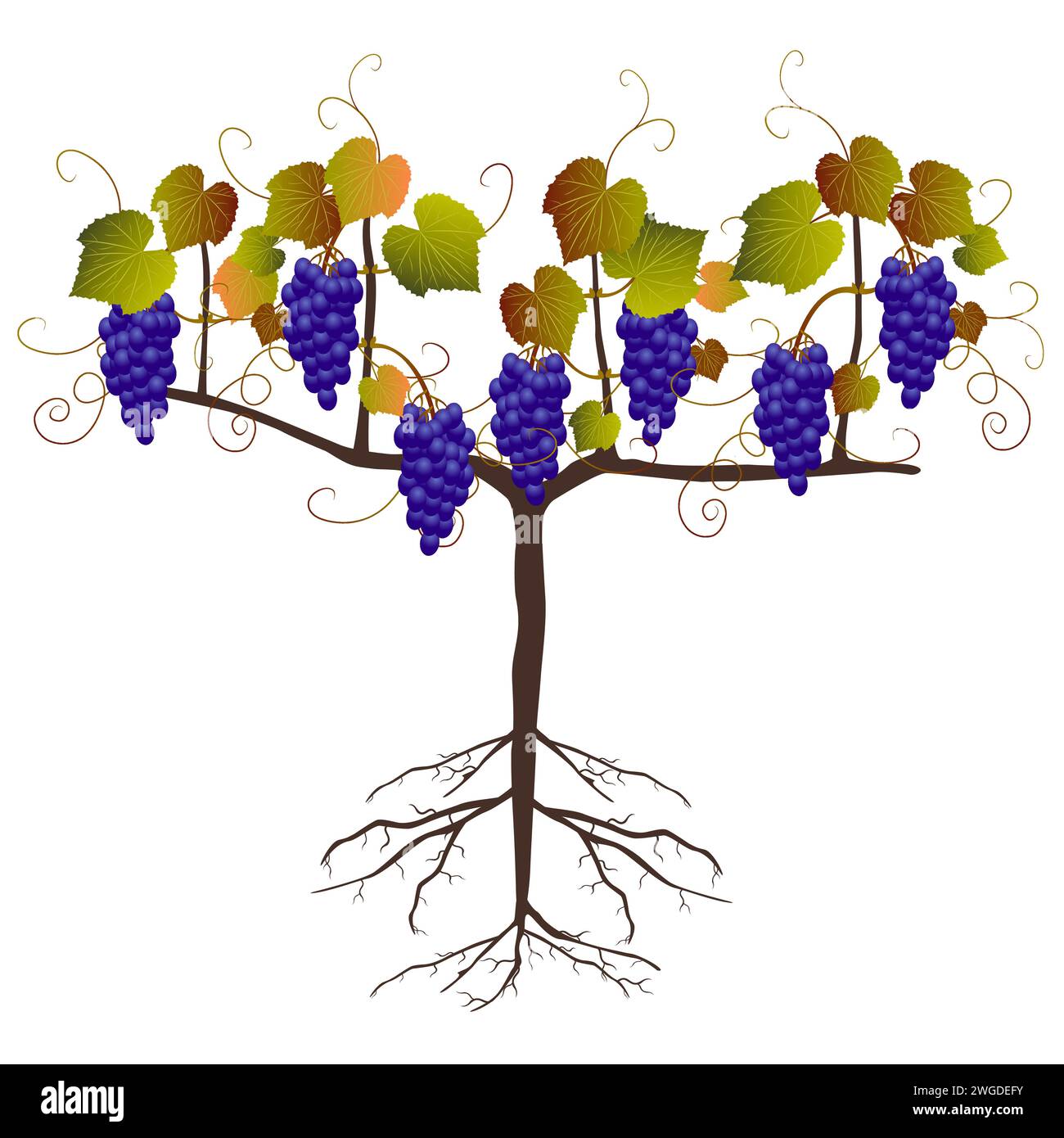 Grape plant with fruits on a white background Stock Vector Image & Art ...