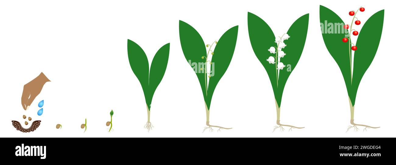 Cycle of growth of a lily of the valley plant isolated on a white ...