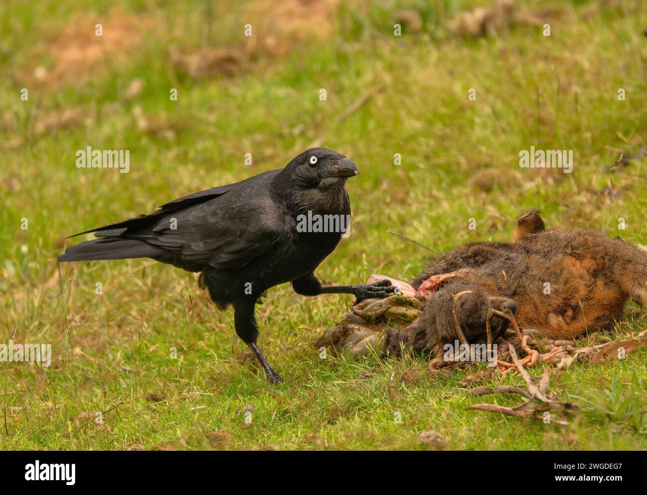 Tasmanian road hi-res stock photography and images - Alamy