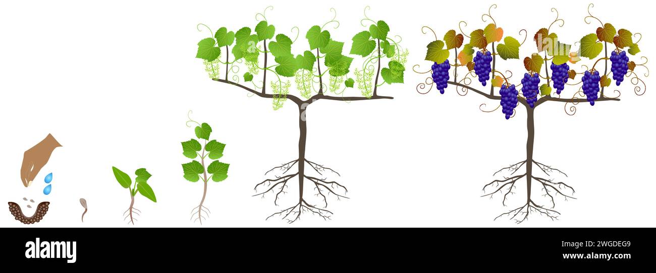 Growth cycle of a plant of grapes from seeds on a white background ...
