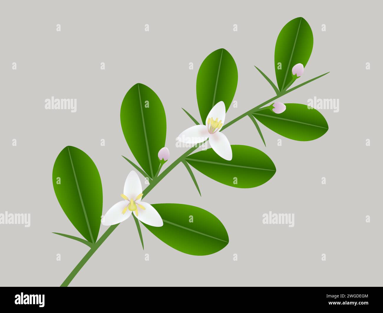 Branch of finger lime with flowers on a white background Stock Vector Image & Art - Alamy