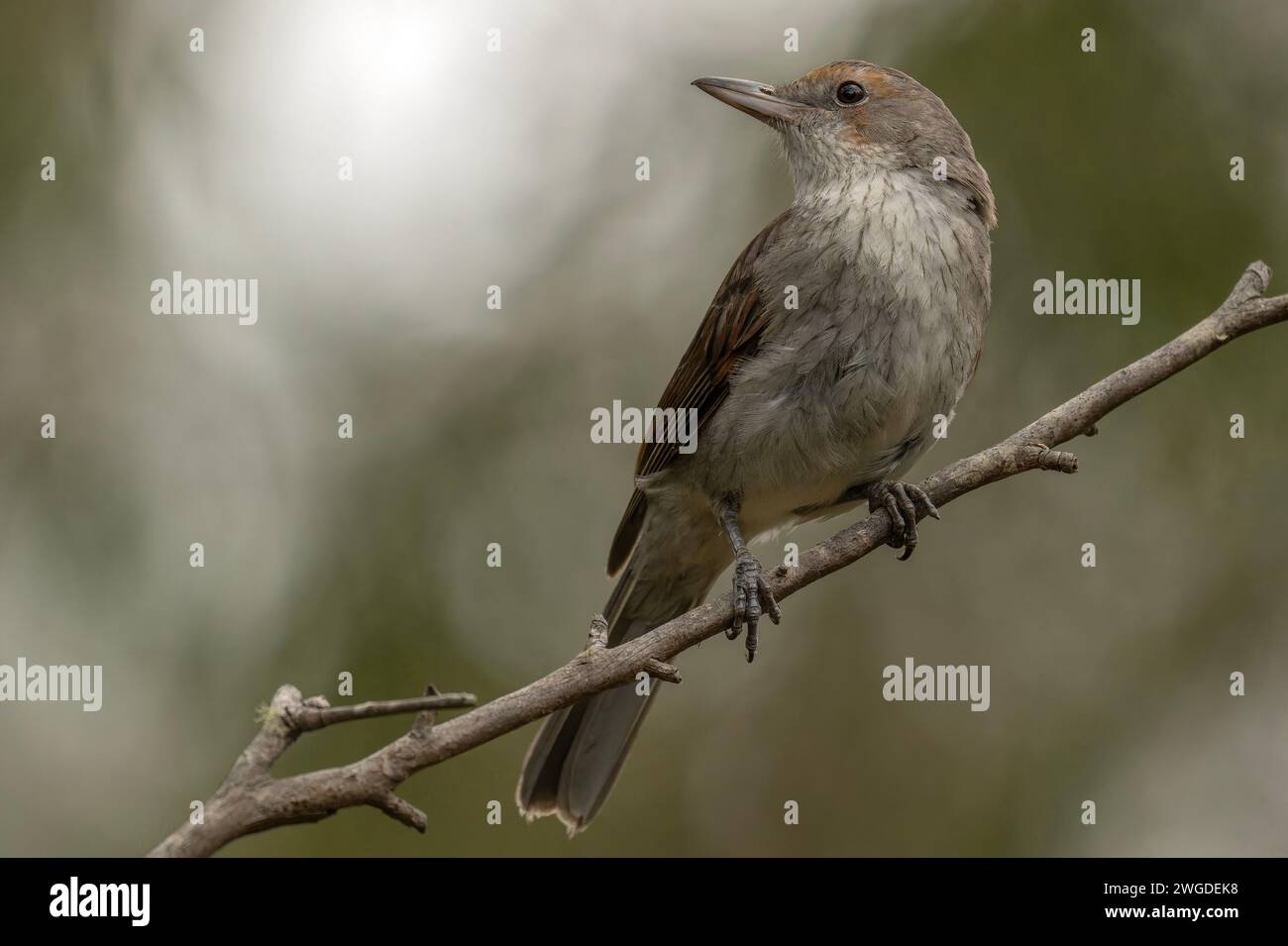 Australian robin family hi-res stock photography and images - Alamy