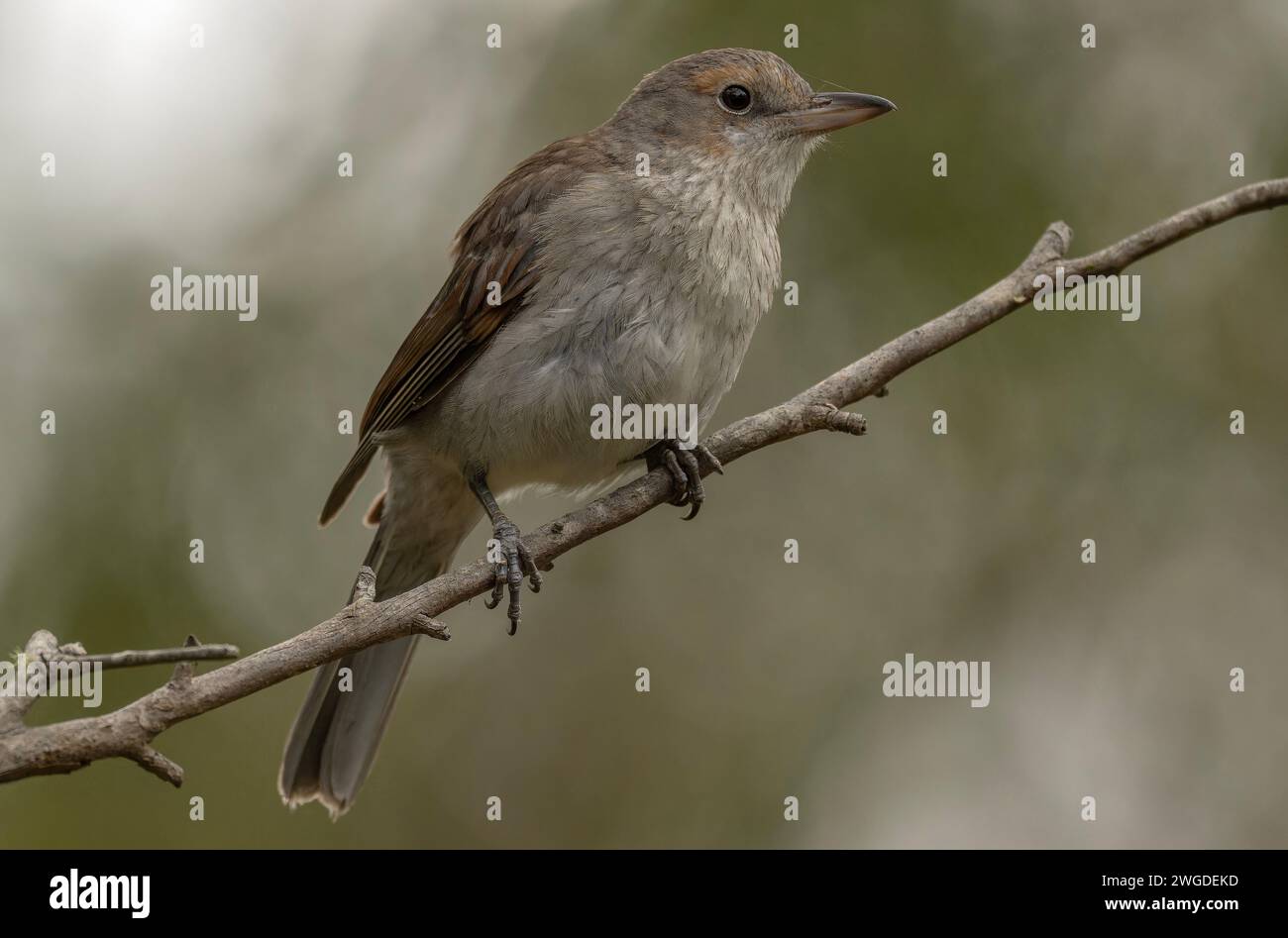 Birds of tasmania hi-res stock photography and images - Alamy