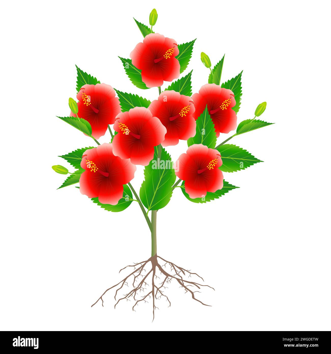 Chinese rose plant with roots isolated on white background Stock Vector ...