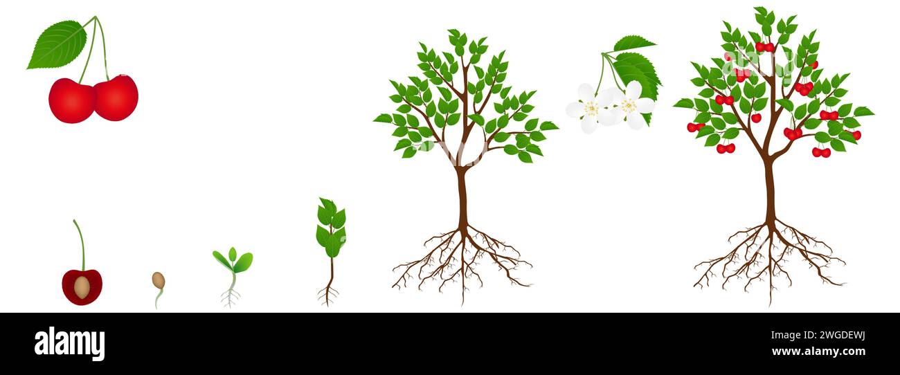 Cycle of growth of a cherry tree is isolated on a white background ...