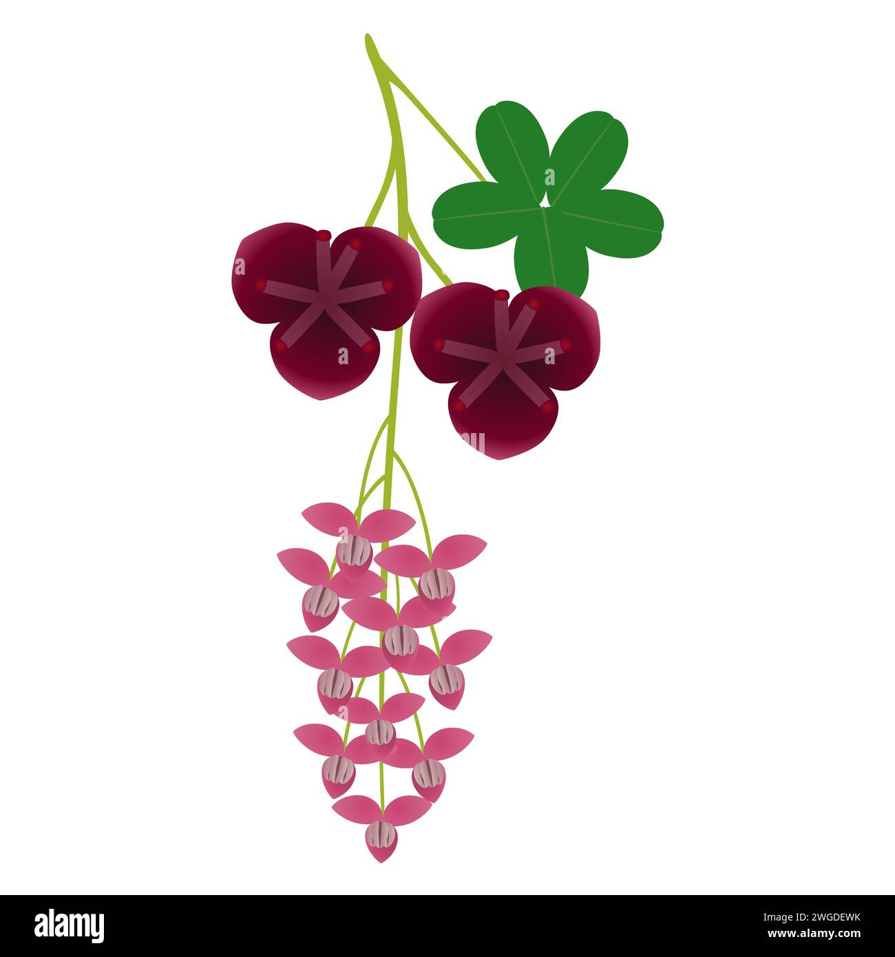 Akebia flowers with leaves on a white background Stock Vector Image ...