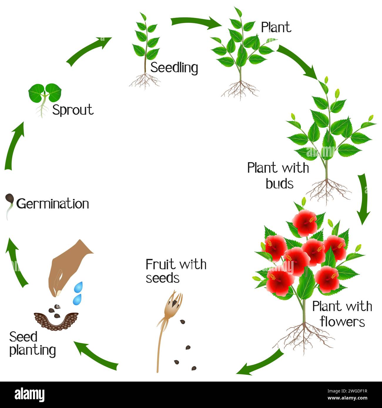Plant life cycle diagram hi-res stock photography and images - Alamy