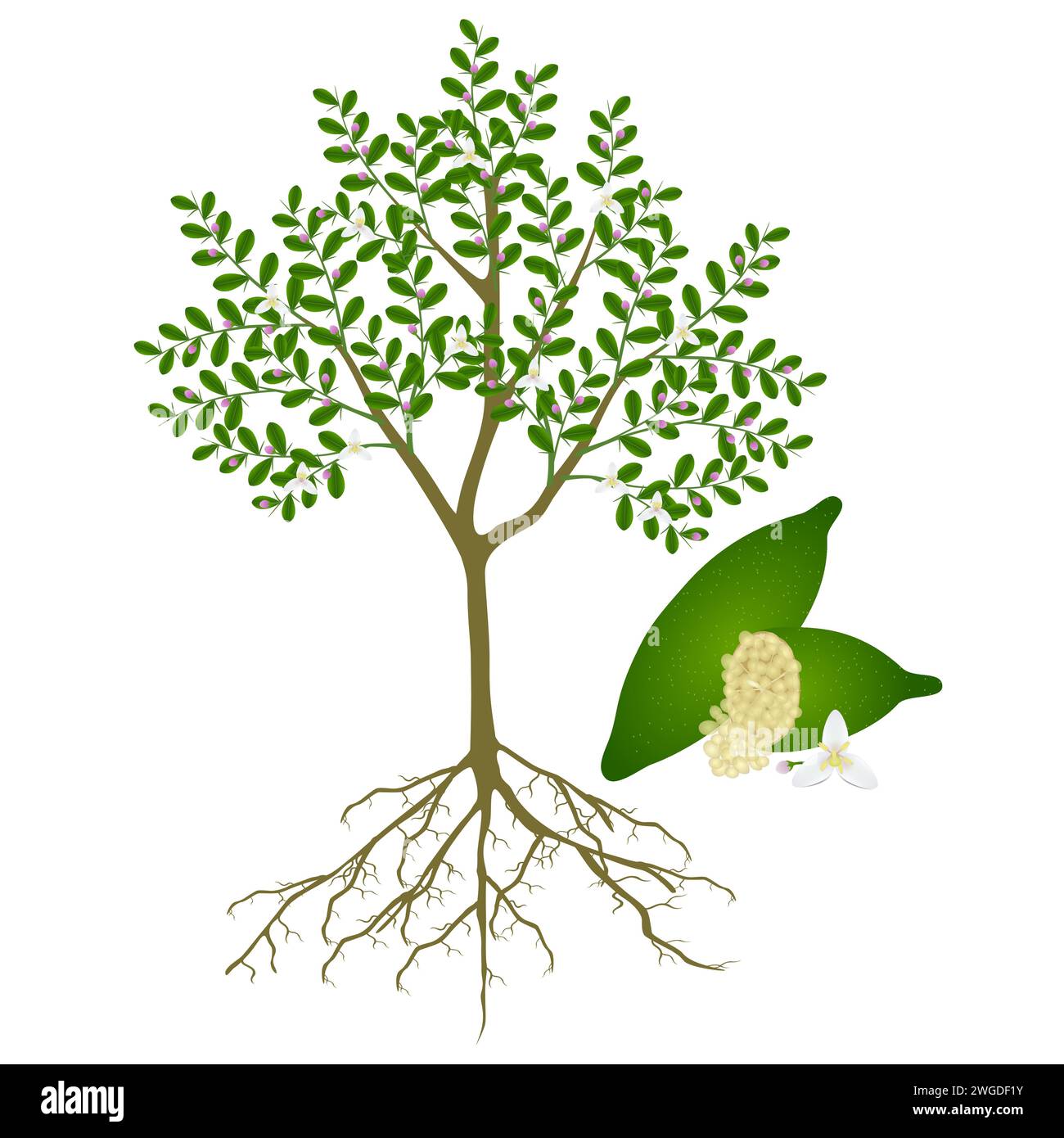 Blooming finger lime tree with fruits on a white background Stock ...