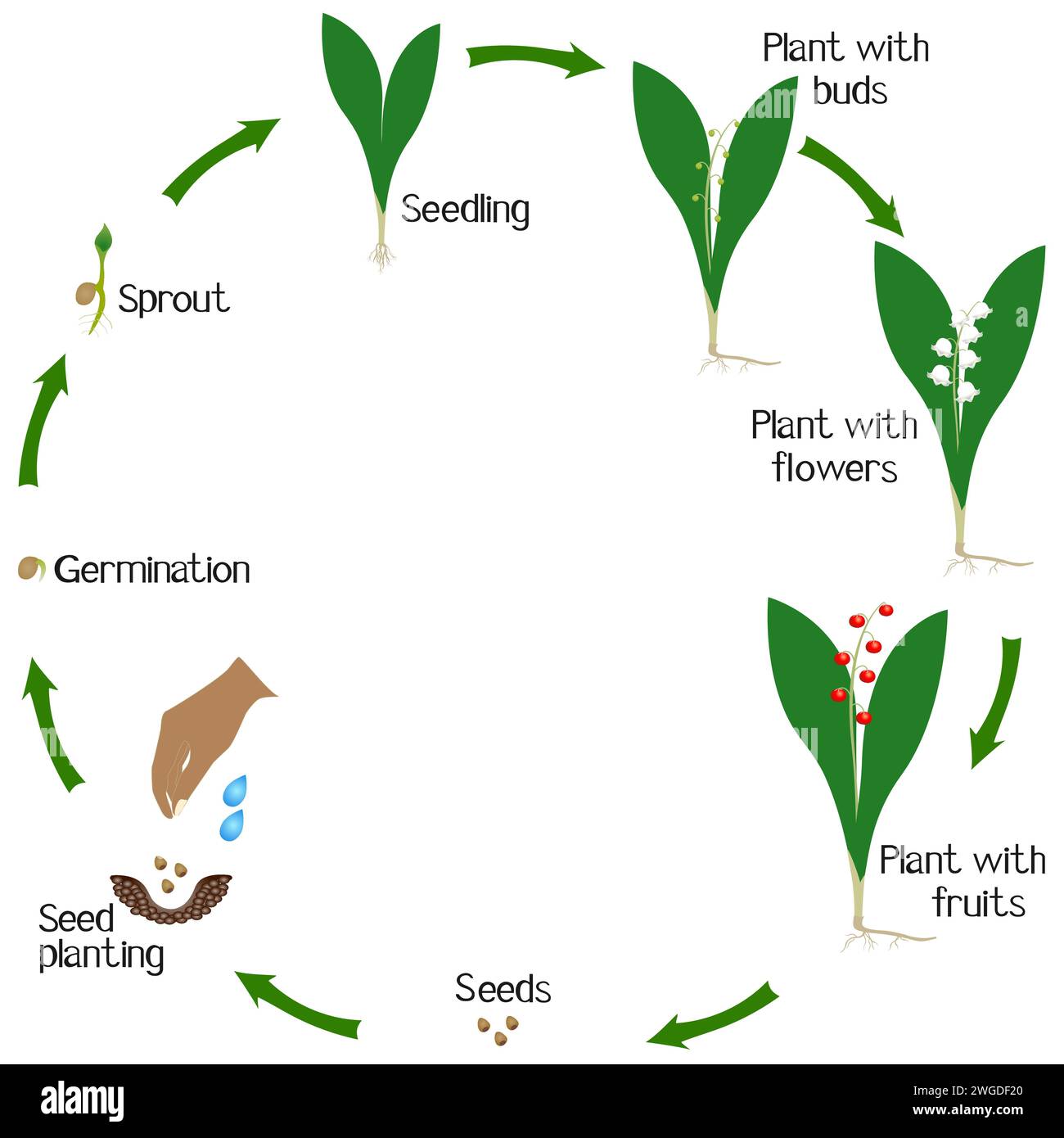 A growth cycle of a lily of the valley plant on a white background ...