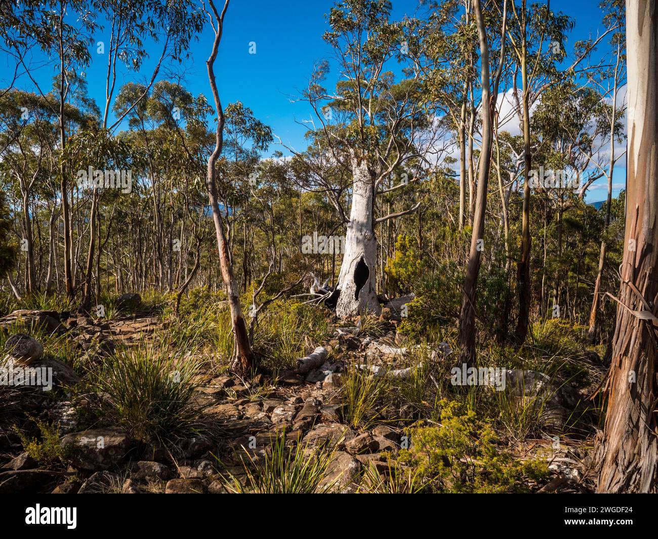 The tasmanian trail hi-res stock photography and images - Alamy