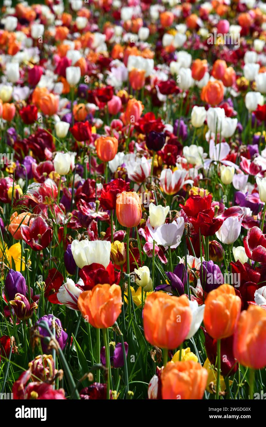 Different tulip varieties hi-res stock photography and images - Alamy