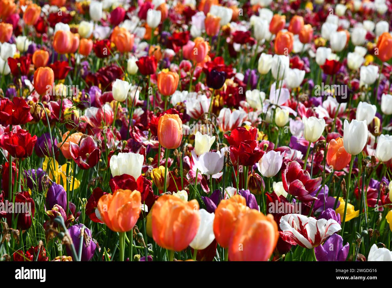 Different varieties of tulips hi-res stock photography and images - Alamy