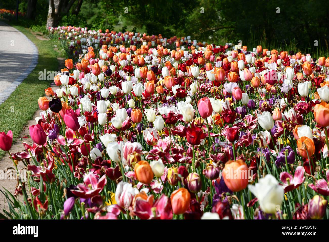 Different varieties of tulips hi-res stock photography and images - Alamy