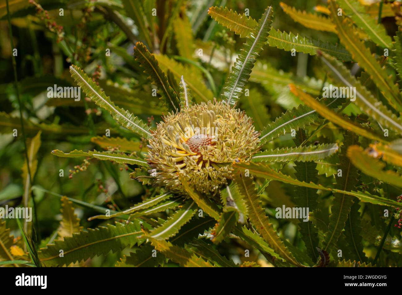 Wallum banksia, Banksia aemula, just coming in to flower. Australia ...