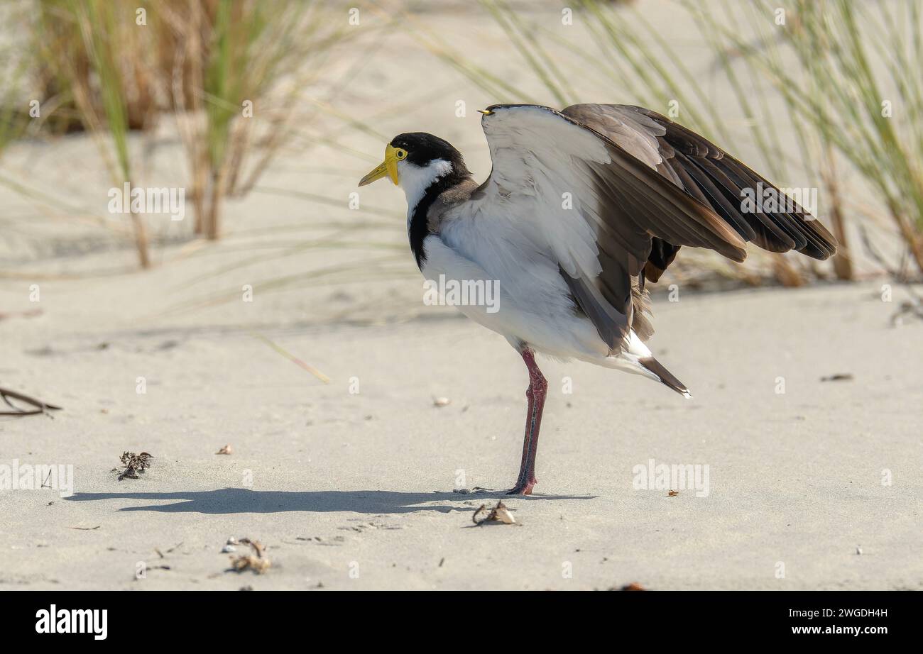 Masked lapwing, Vanellus miles, stretching its wings, on sandy beach ...