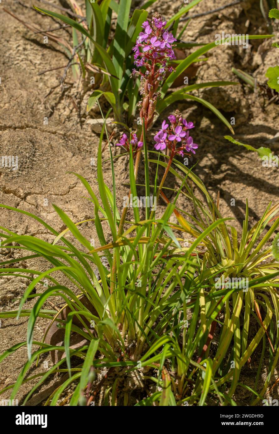 Thrift leaved triggerplant hi-res stock photography and images - Alamy
