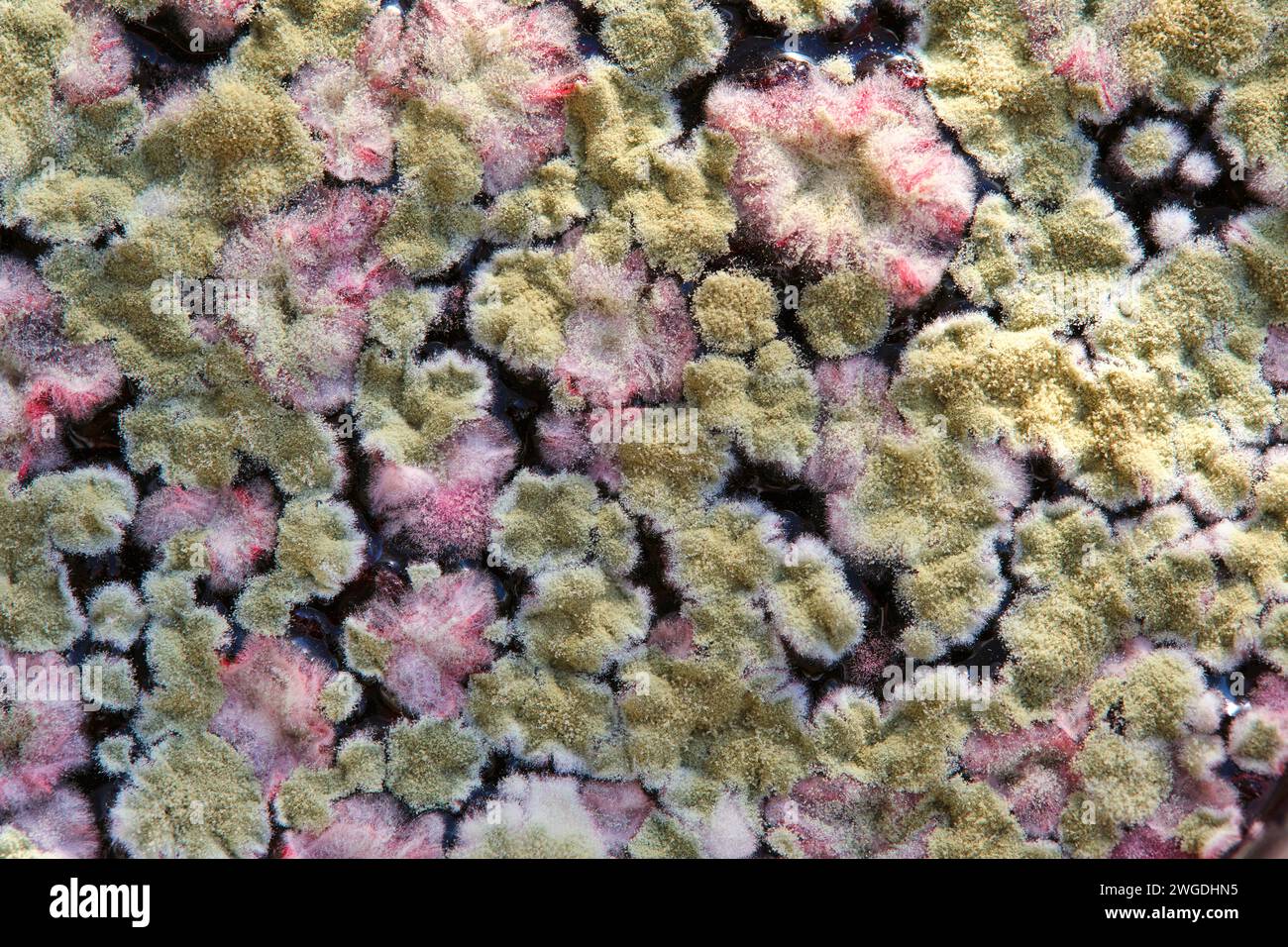 Mold on surface jam fuzzy, greenish patches indicating spoilage Stock ...