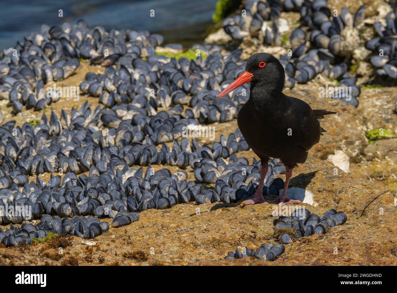 Mytilus planulatus hi-res stock photography and images - Alamy