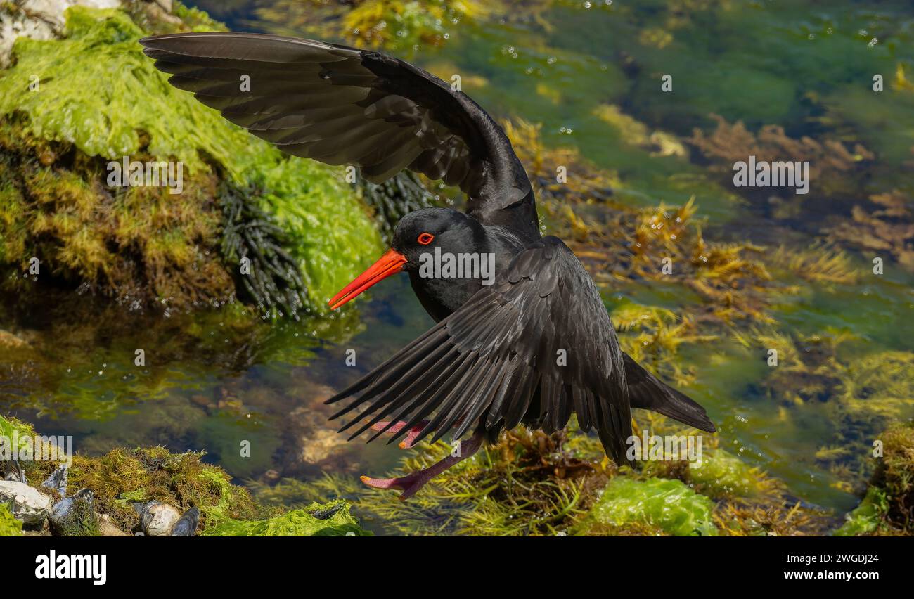 Sooty oystercatcher, Haematopus fuliginosus taking flight while feeding ...