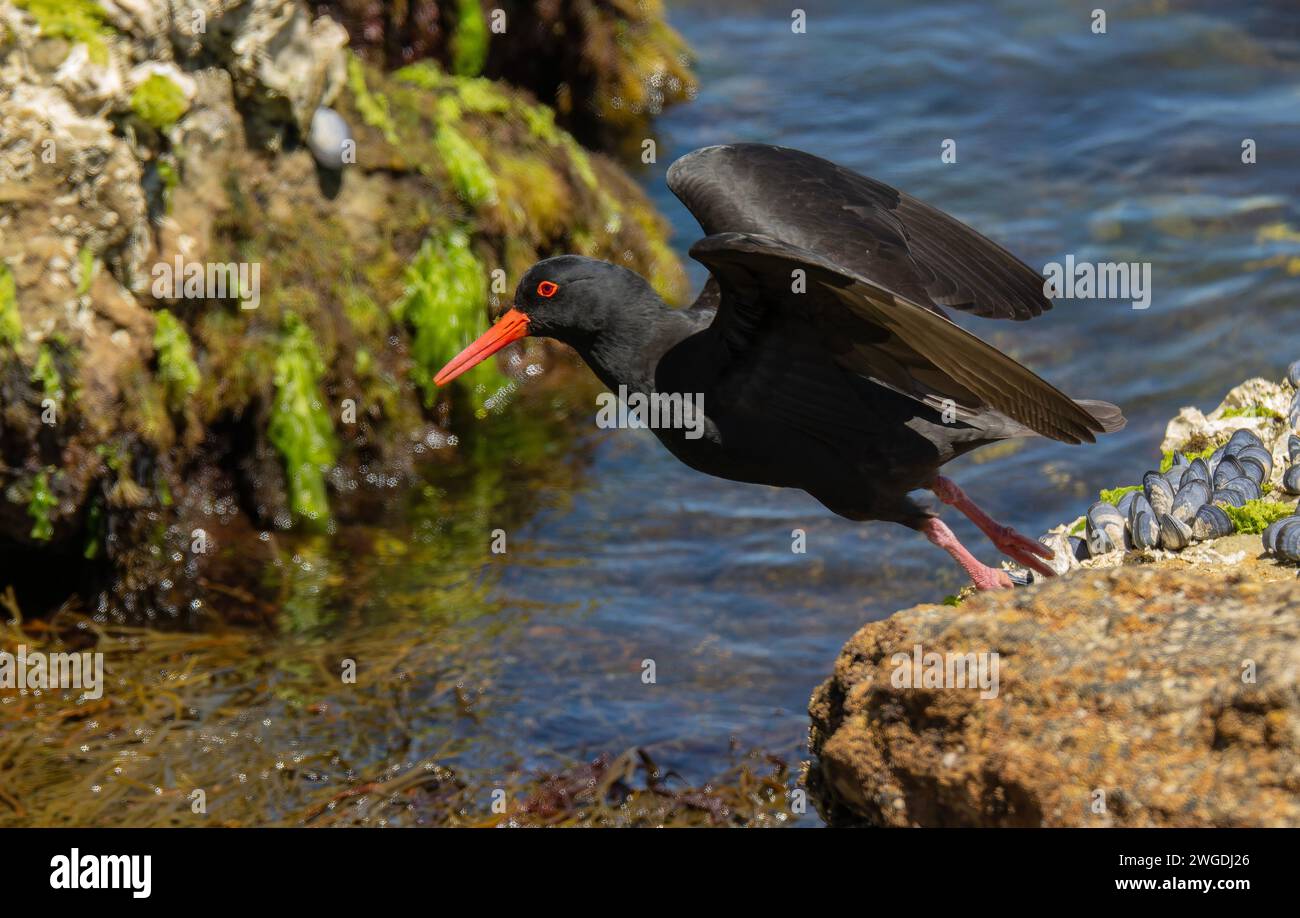 Sooty oystercatcher, Haematopus fuliginosus taking flight while feeding ...