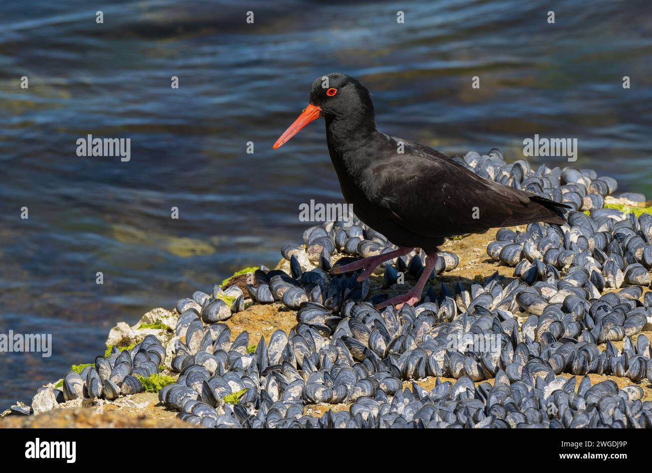 Sooty oystercatcher, Haematopus fuliginosus, feeding on Australian ...