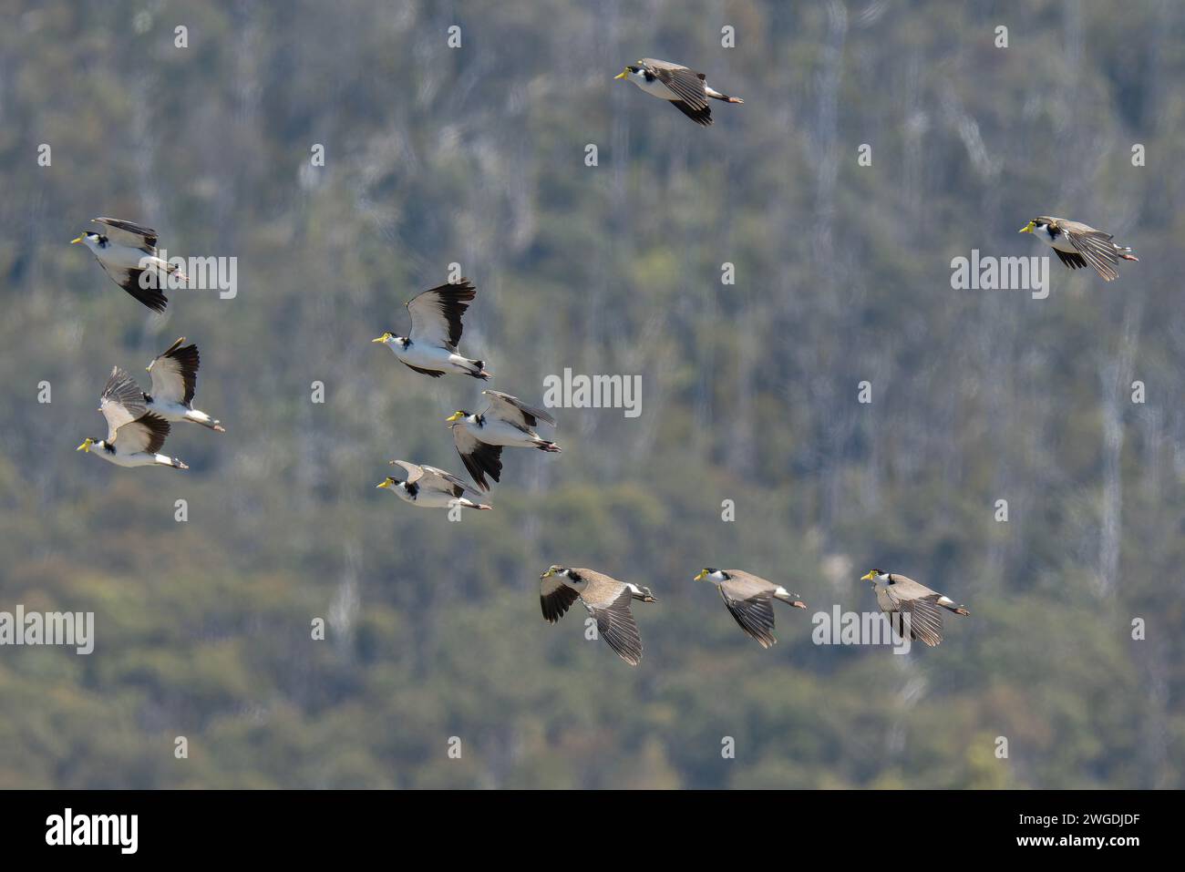 Masked lapwings, Vanellus miles, in flight in group. Tasmania Stock ...