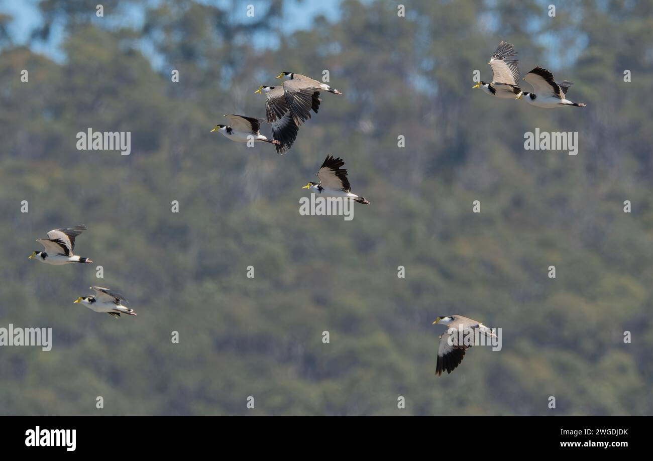 Masked lapwings, Vanellus miles, in flight in group. Tasmania Stock ...
