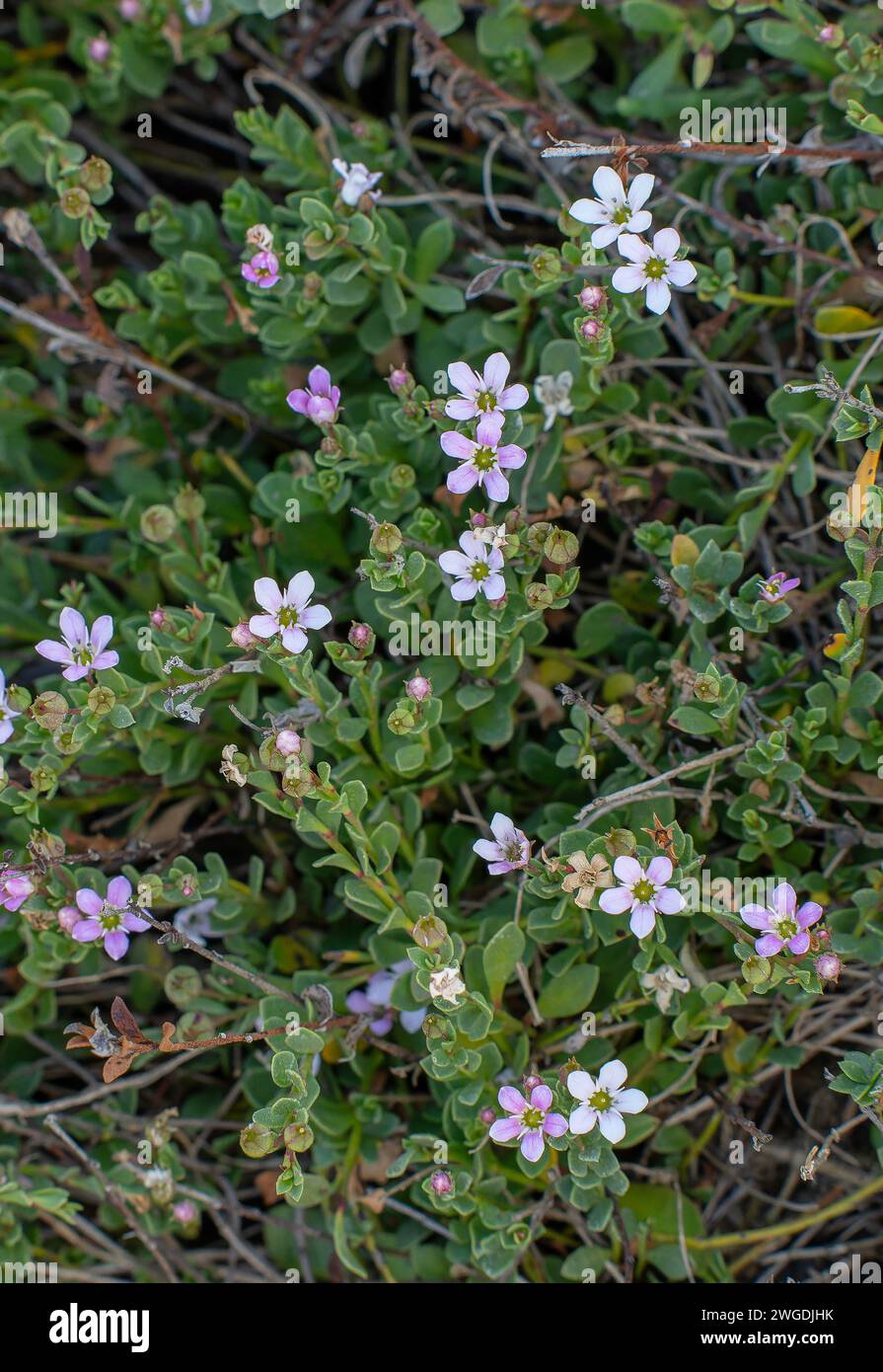 Creeping brookweed, Samolus repens, in flower in upper saltmarsh ...