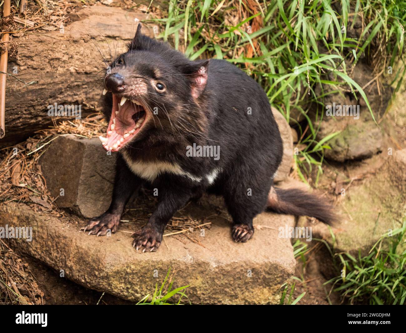 Tasmanian devil baring teeth Stock Photo - Alamy