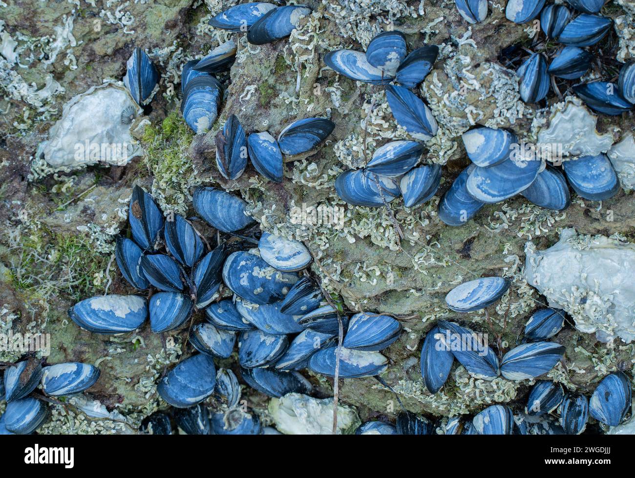 Bed of Australian mussels, Mytilus planulatus, south Tasmania Stock ...