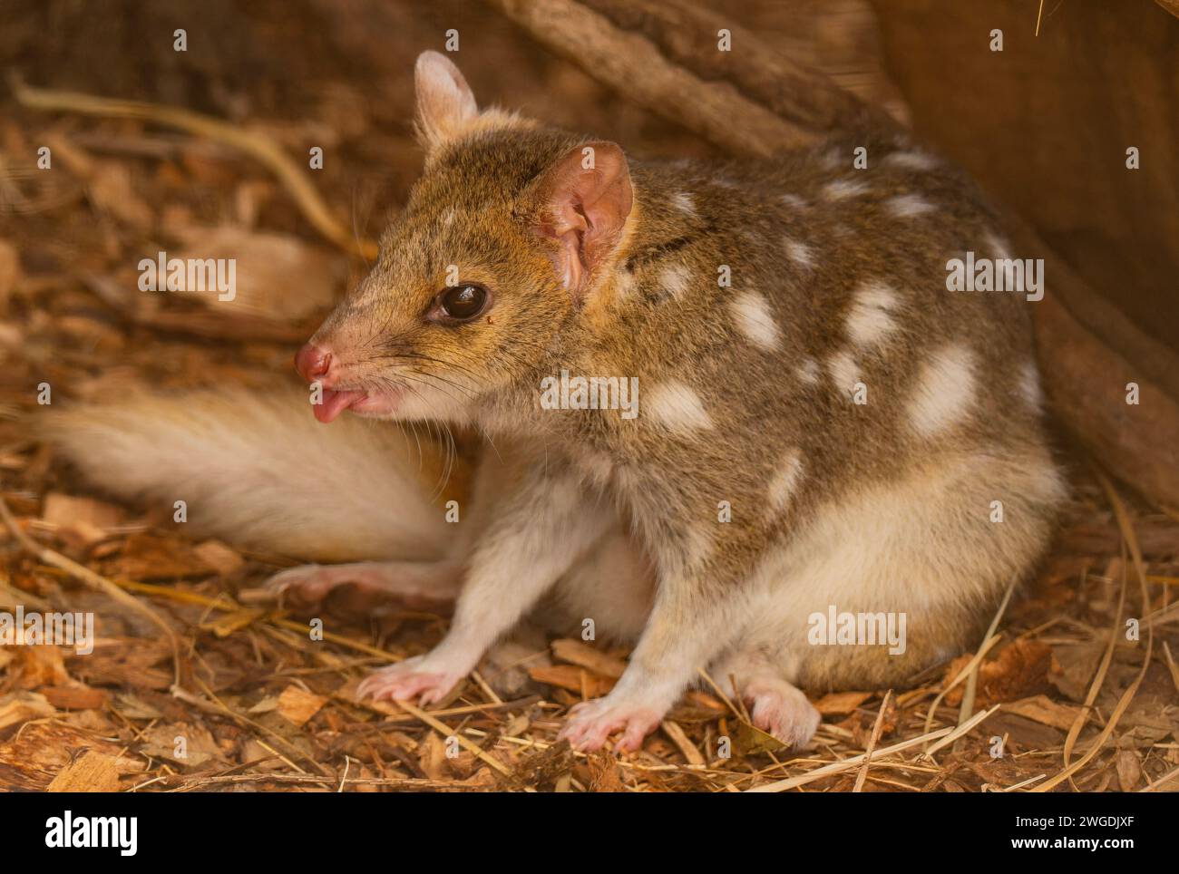 Eastern Quoll, Dasyurus viverrinus, in captivity. Small marsupial ...