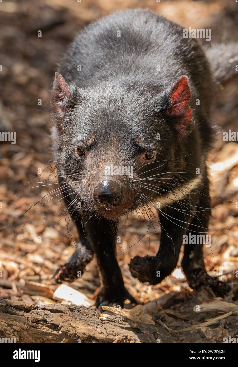 Running with the devil cover hi-res stock photography and images - Alamy
